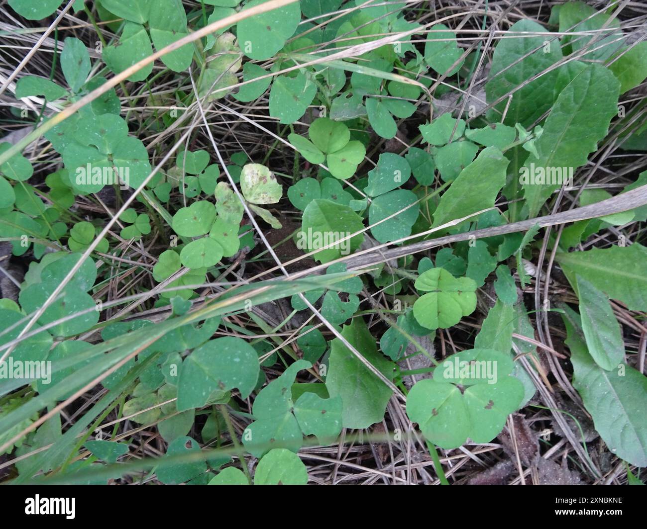 Spotted medick (Medicago arabica) Plantae Stock Photo - Alamy