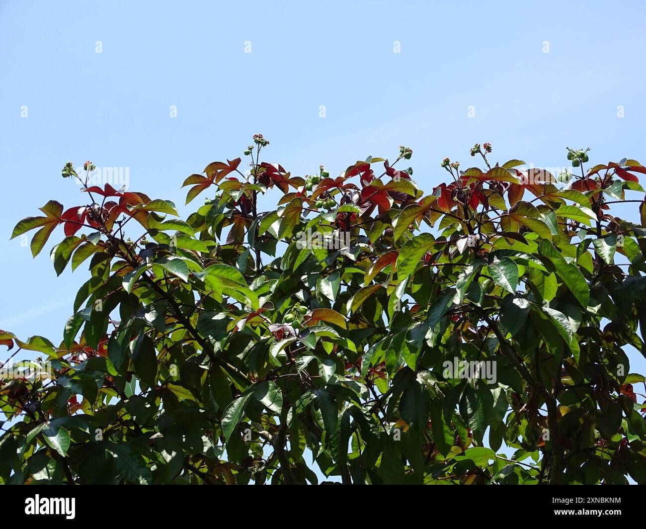 Bellyache bush jatropha gossypiifolia hi-res stock photography and ...