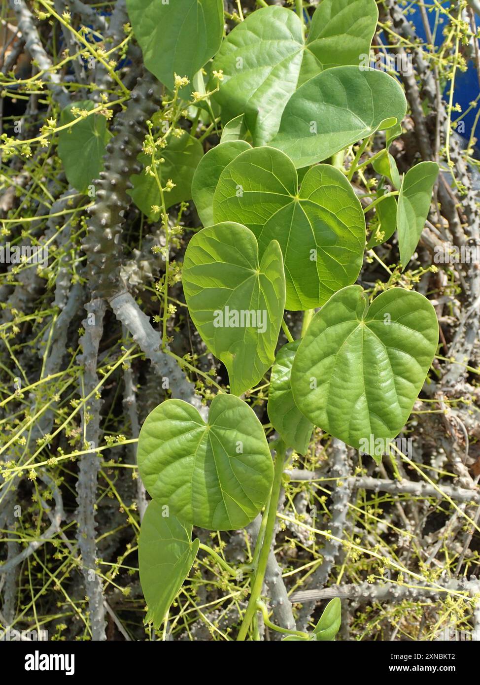 Petawali (Tinospora crispa) Plantae Stock Photo - Alamy
