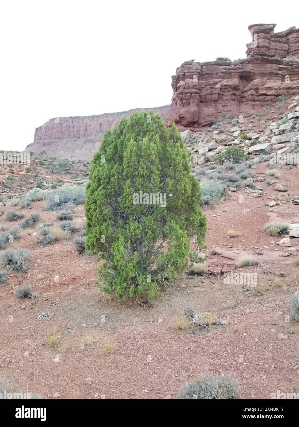 Utah Juniper (Juniperus osteosperma) Plantae Stock Photo - Alamy