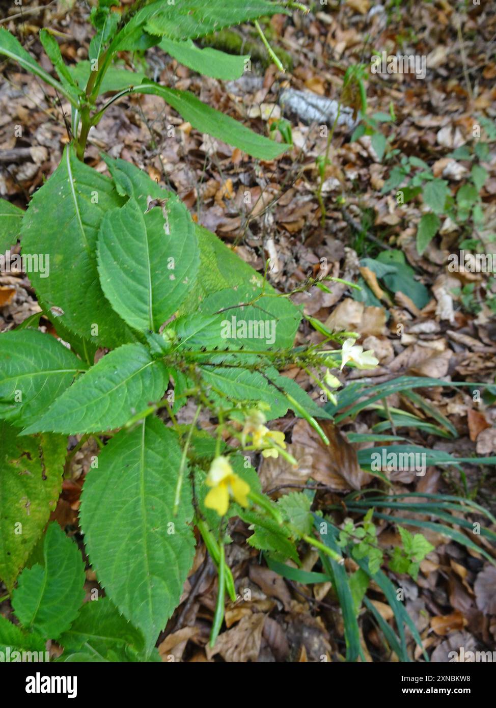 small balsam (Impatiens parviflora) Plantae Stock Photo - Alamy