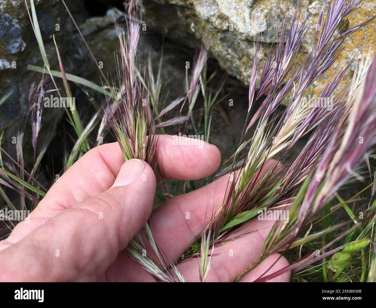 Red Brome (Bromus rubens) Plantae Stock Photo - Alamy