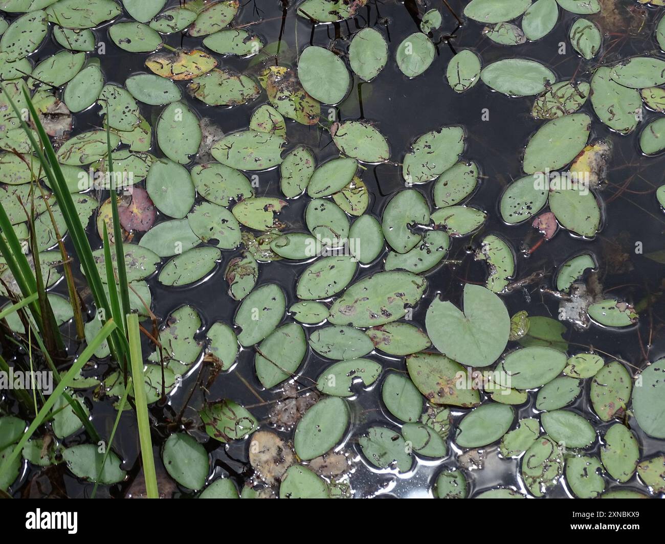 Watershield (Brasenia schreberi) Plantae Stock Photo - Alamy