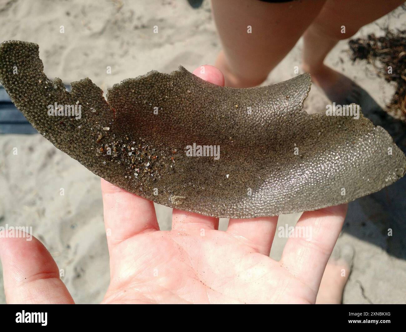 Northern Moonsnail (Euspira heros) Mollusca Stock Photo - Alamy