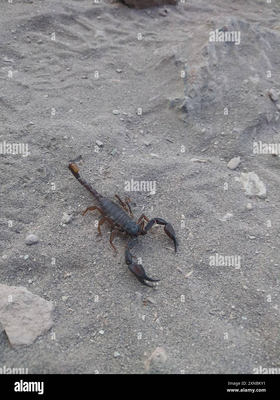 Uroctonus hi-res stock photography and images - Alamy