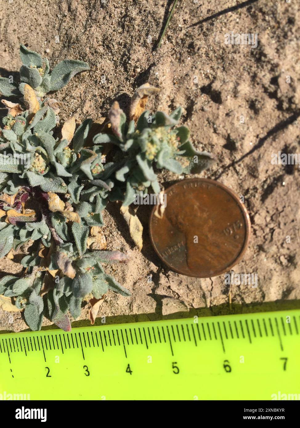 mecca orach (Atriplex elegans fasciculata) Plantae Stock Photo - Alamy