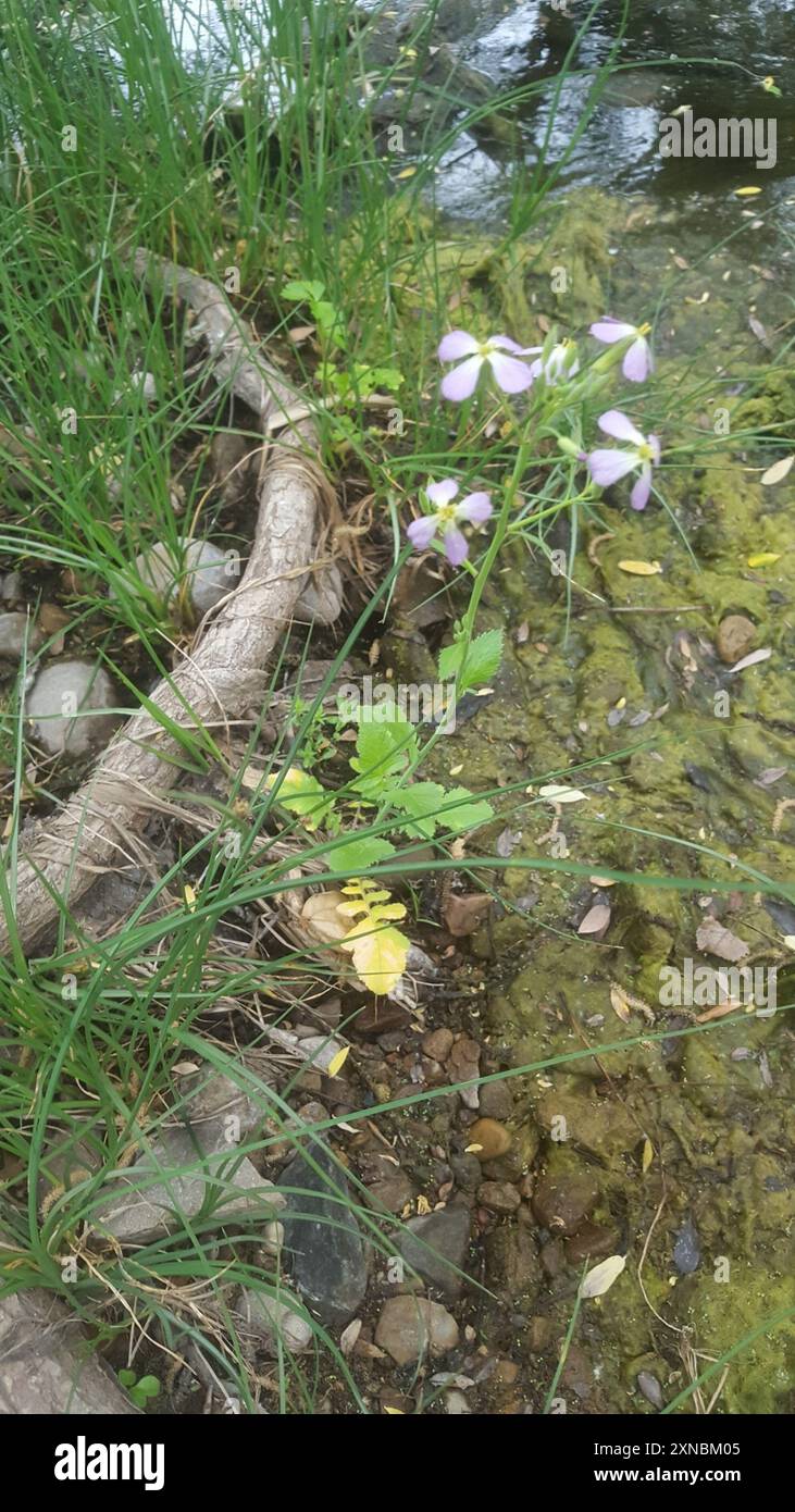 wild and domestic radish (Raphanus raphanistrum sativus) Plantae Stock ...