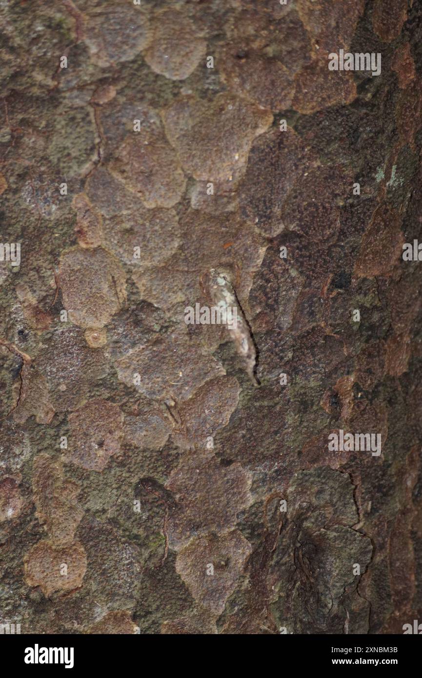 Bagworm Moths (Psychidae) Insecta Stock Photo - Alamy