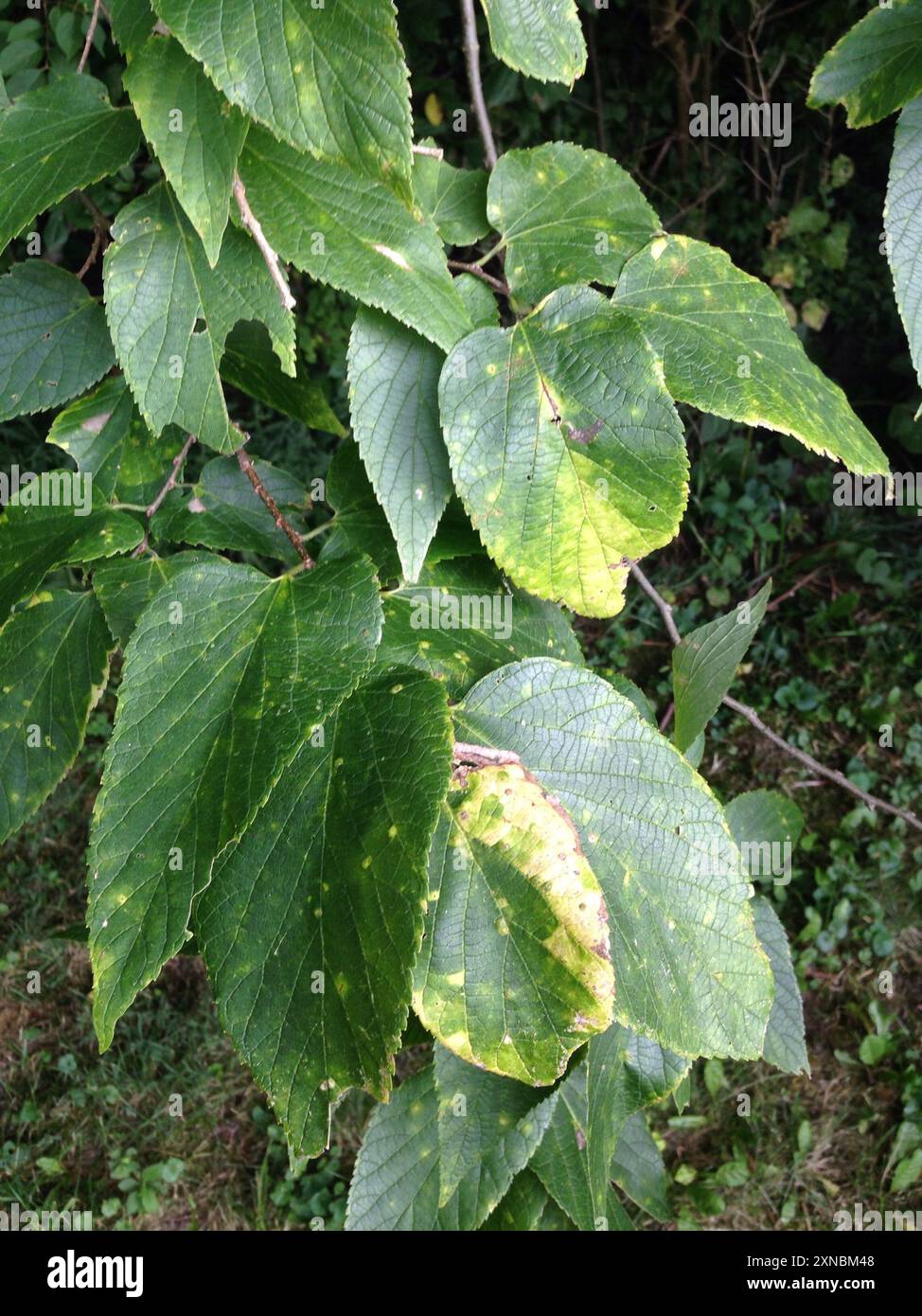 common hackberry (Celtis occidentalis) Plantae Stock Photo - Alamy