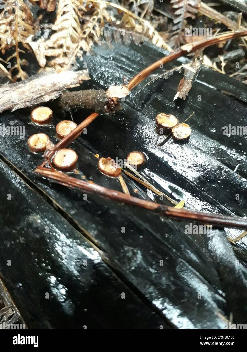 bird's nest fungi (Nidulariaceae) Fungi Stock Photo - Alamy