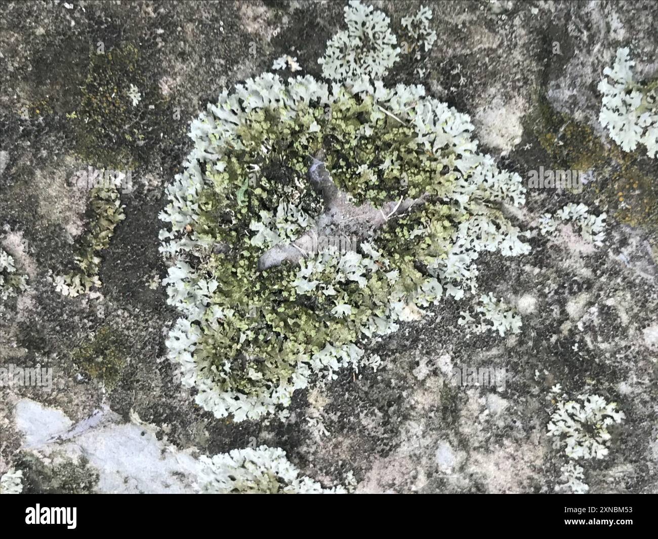 rosette lichens, frost lichens, and allies (Physciaceae) Fungi Stock ...