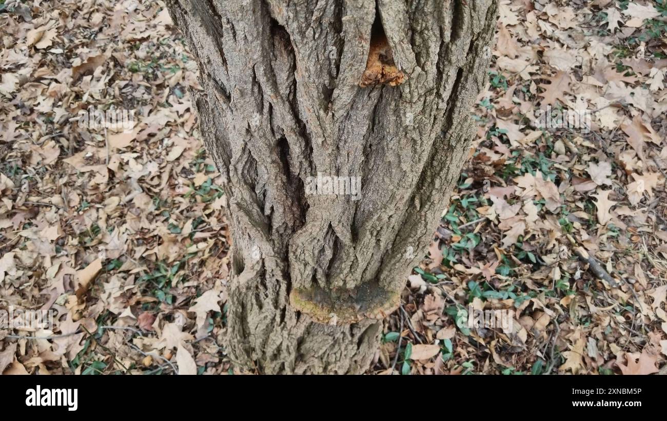 Cracked Cap Polypore (Fulvifomes robiniae) Fungi Stock Photo - Alamy