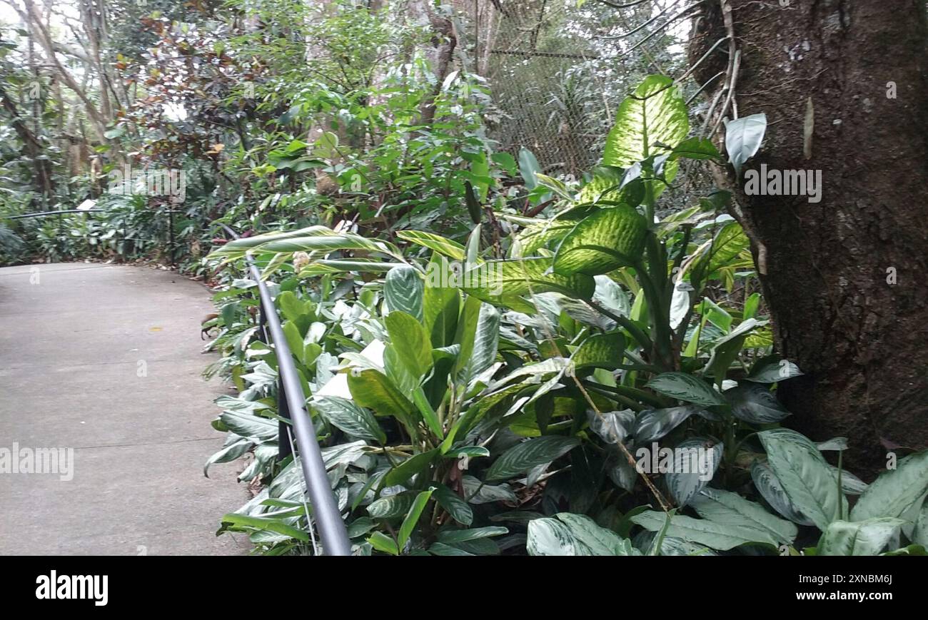 Golden Silk Spider (Trichonephila clavipes) Arachnida Stock Photo - Alamy