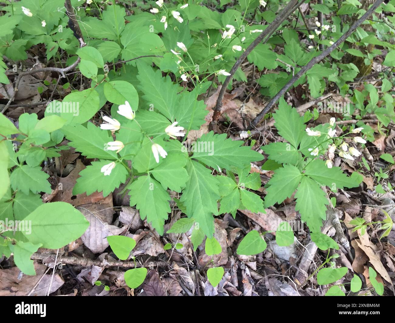 Two-leaved Toothwort (Cardamine diphylla) Plantae Stock Photo - Alamy