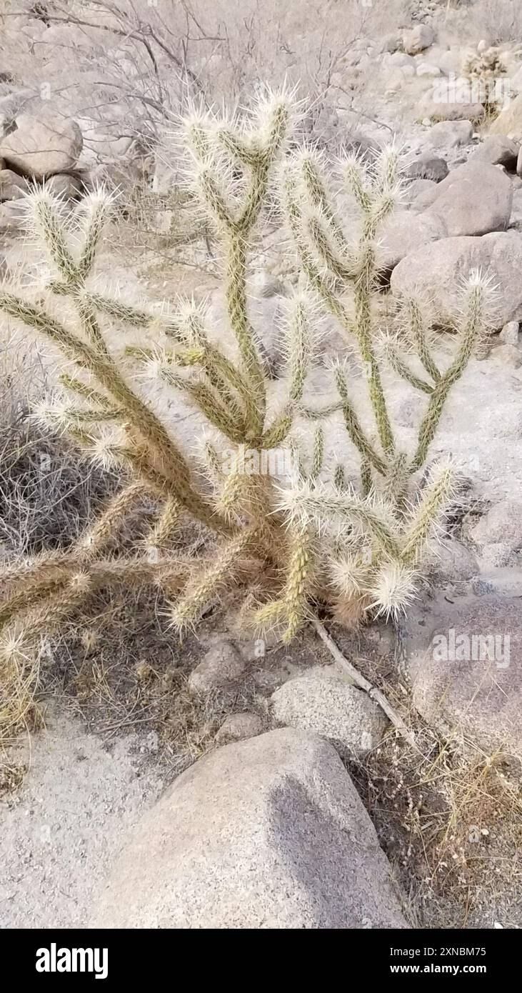 Silver Cholla (Cylindropuntia echinocarpa) Plantae Stock Photo - Alamy