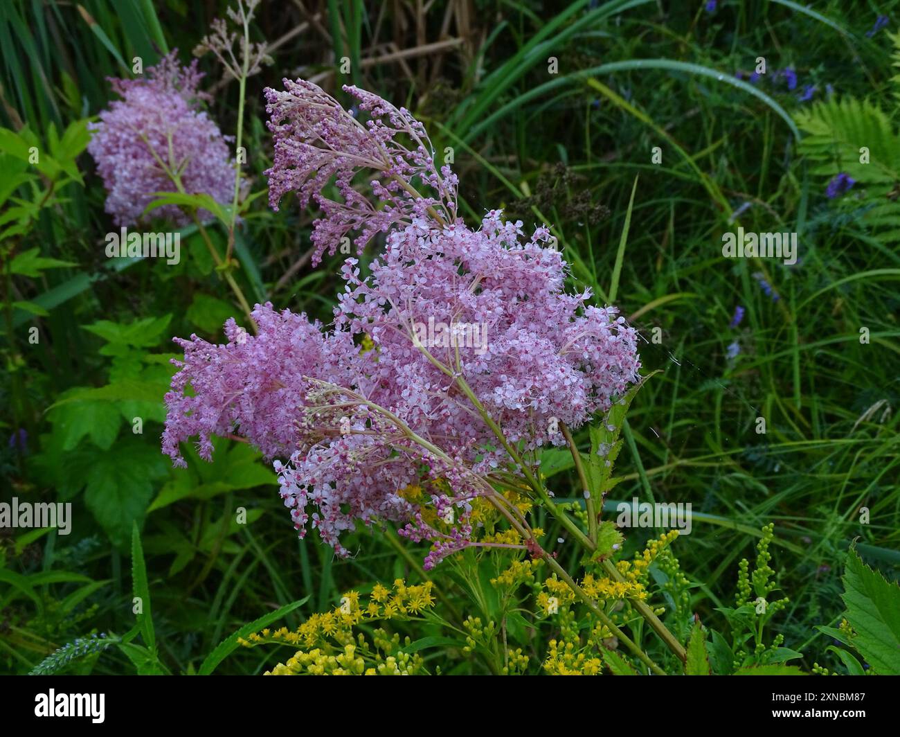 queen of the prairie (Filipendula rubra) Plantae Stock Photo - Alamy