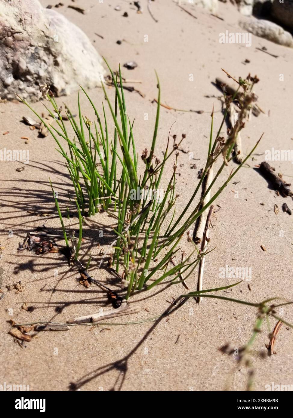 soft-stemmed bulrush (Schoenoplectus tabernaemontani) Plantae Stock ...
