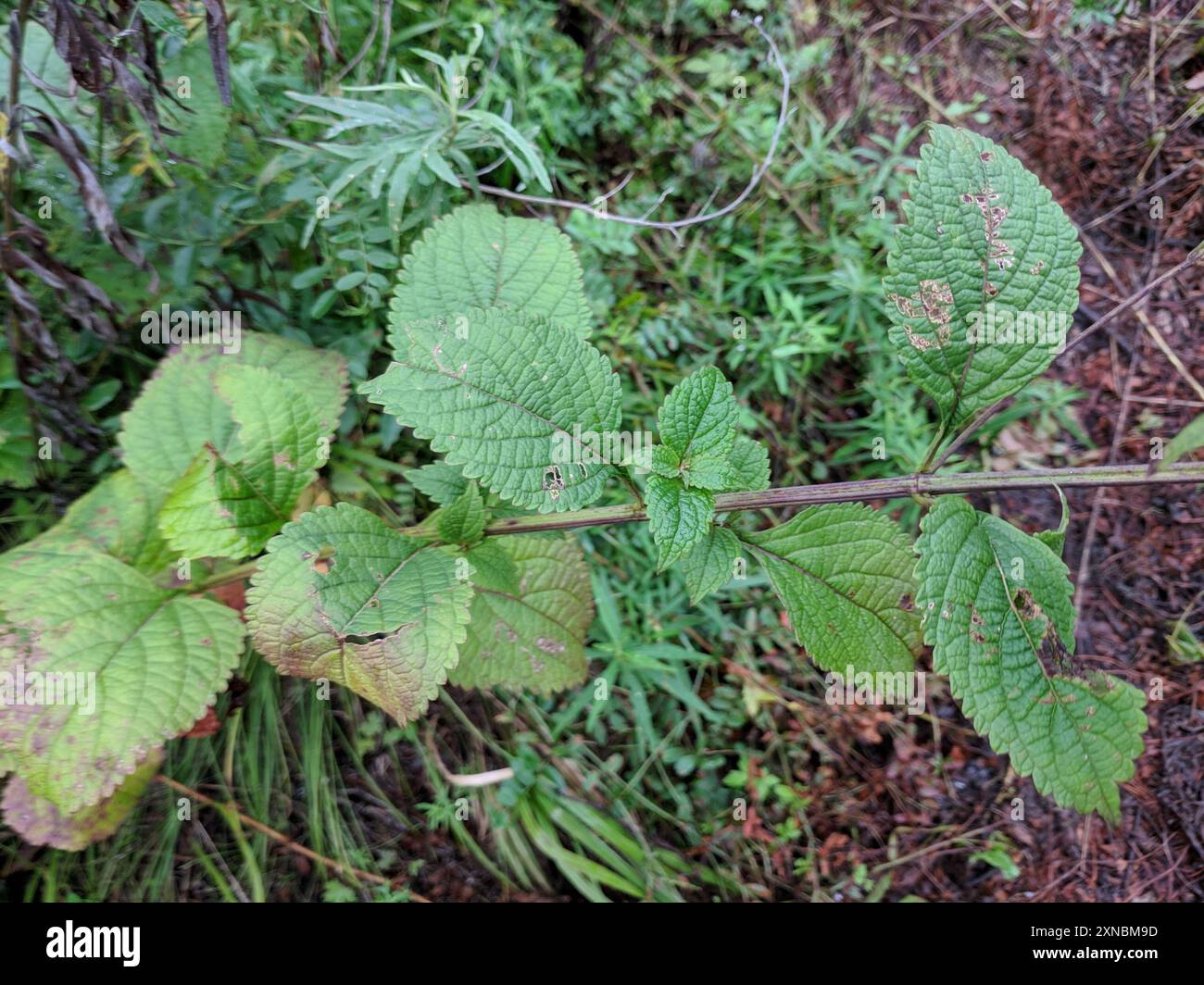 Tonic Teacost (Isodon japonicus) Plantae Stock Photo - Alamy