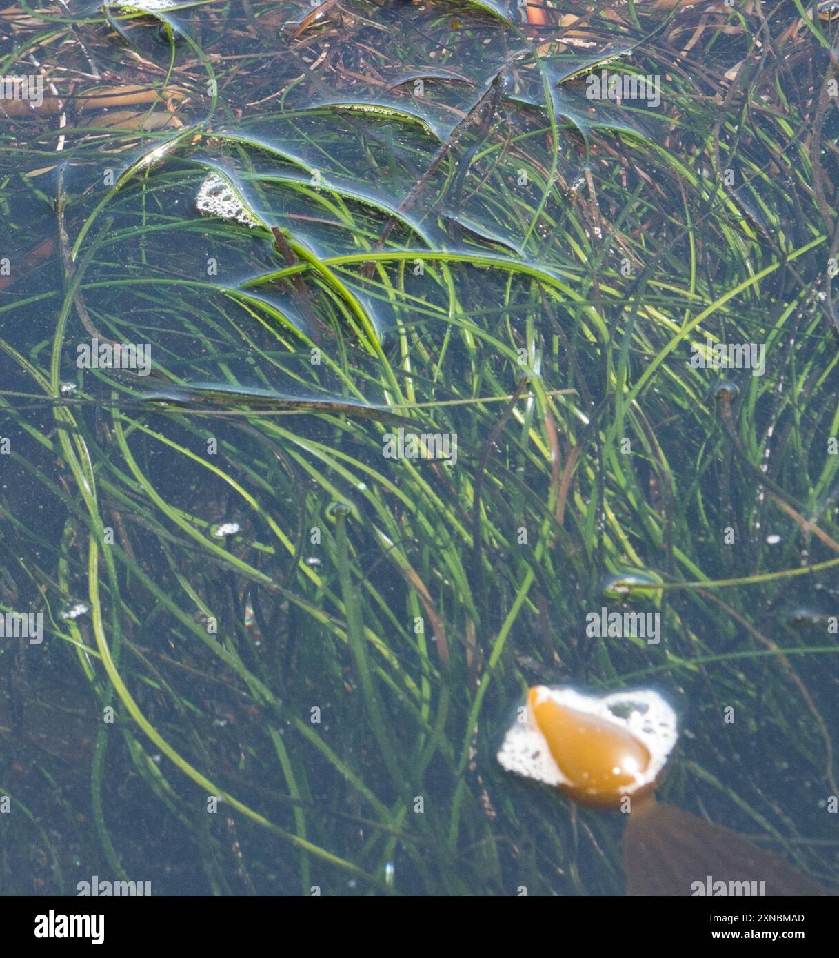 Seagrasses (Zosteraceae) Plantae Stock Photo - Alamy