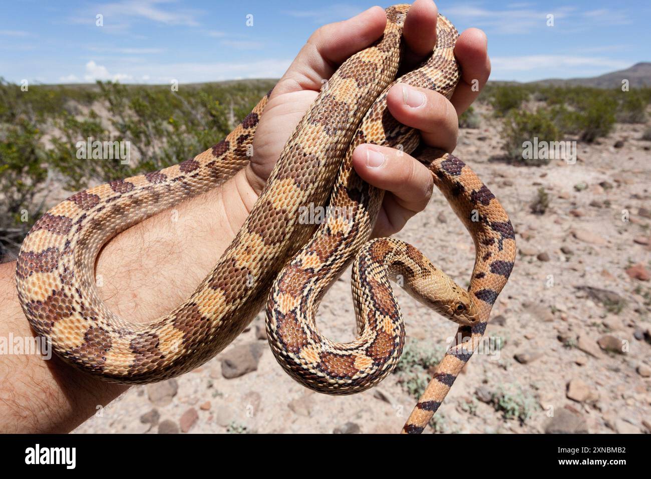Sonoran Gopher Snake (Pituophis catenifer affinis) Reptilia Stock Photo ...
