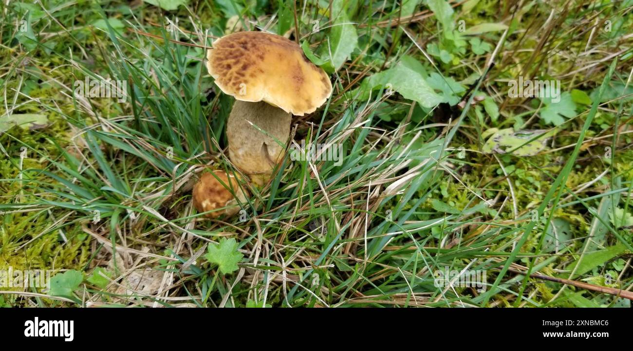 (Boletus variipes) Fungi Stock Photo - Alamy