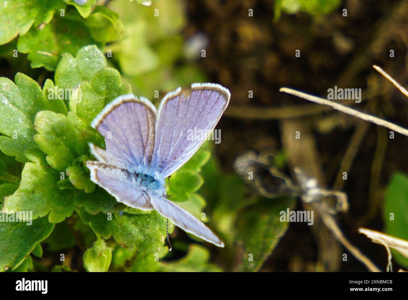 Ceraunus Blue (Hemiargus ceraunus) Insecta Stock Photo - Alamy