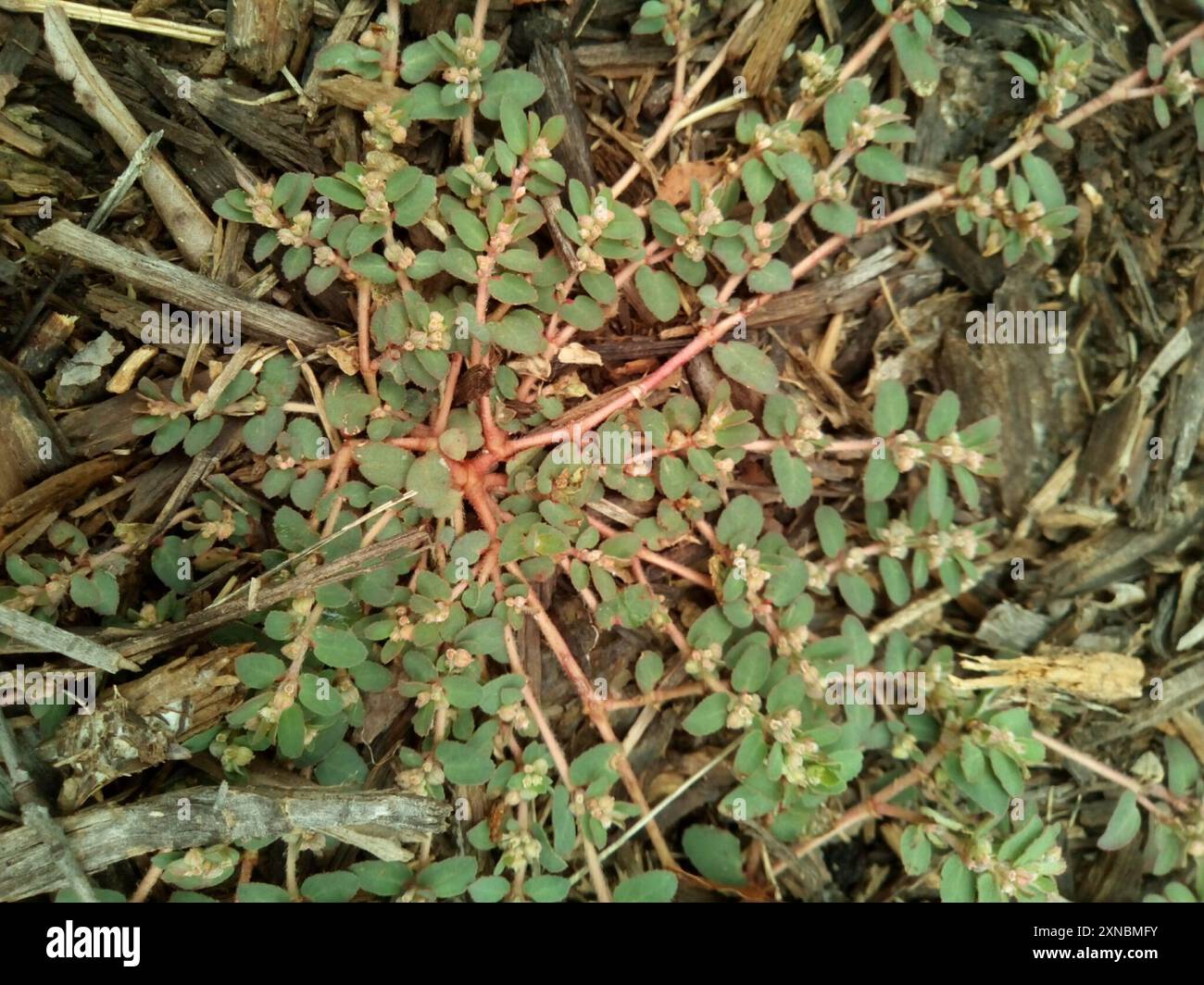 Spotted spurge (Euphorbia maculata) Plantae Stock Photo - Alamy