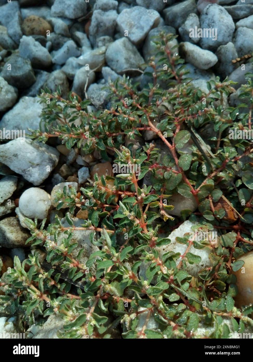 Spotted spurge (Euphorbia maculata) Plantae Stock Photo - Alamy