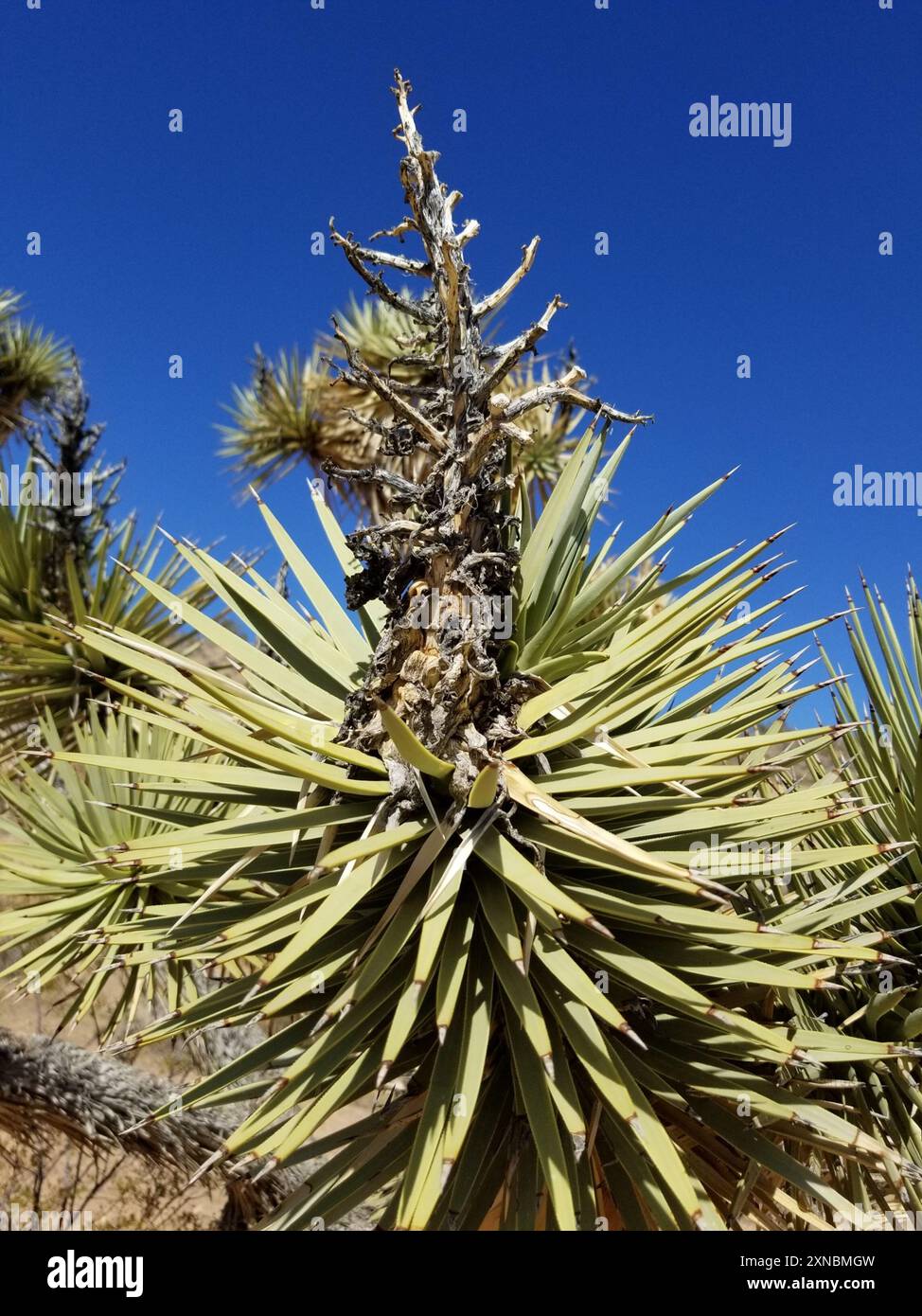 Joshua Tree (Yucca brevifolia) Plantae Stock Photo - Alamy