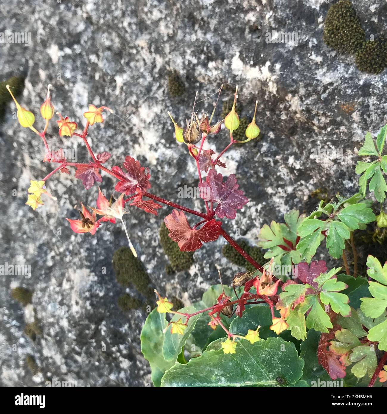 Little-Robin (Geranium purpureum) Plantae Stock Photo - Alamy