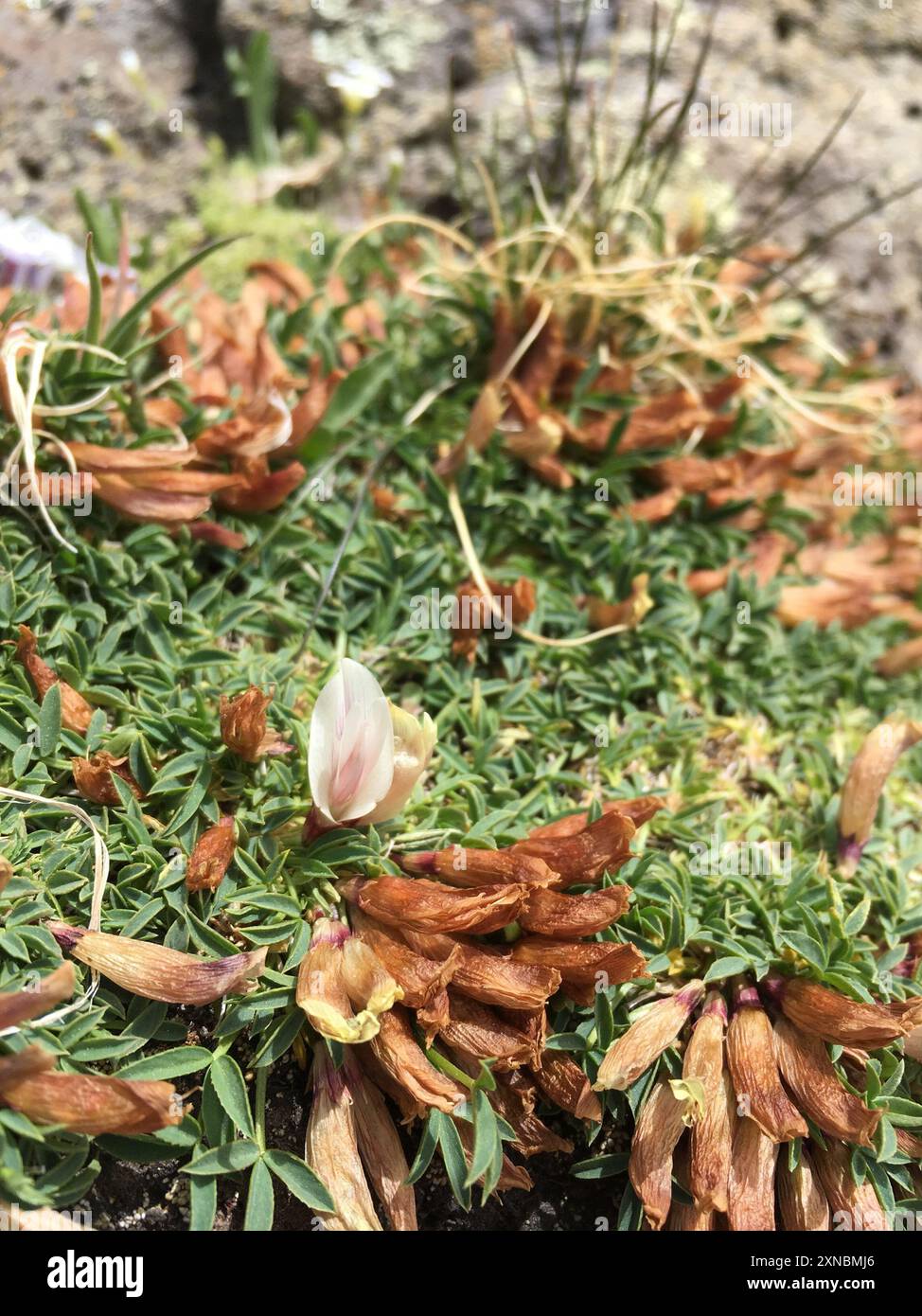 Dwarf Clover (Trifolium nanum) Plantae Stock Photo - Alamy