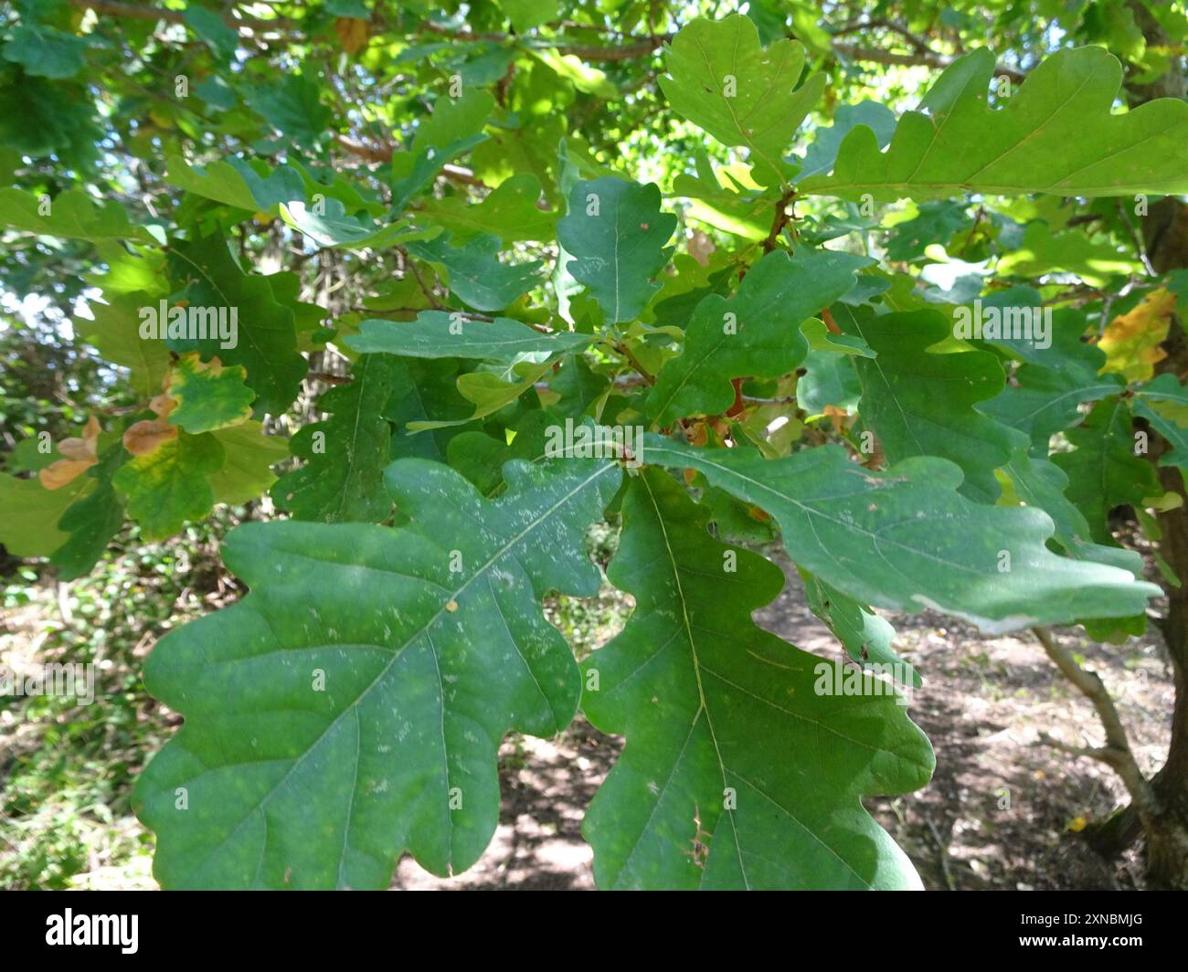 English oak (Quercus robur) Plantae Stock Photo - Alamy
