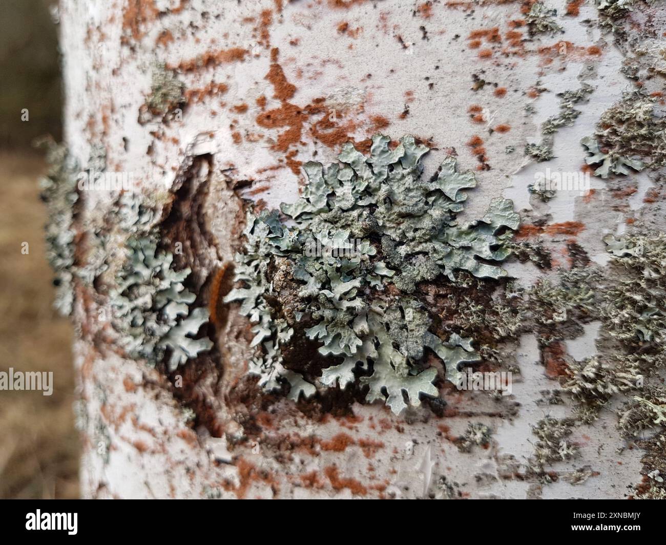 shield lichen (Parmelia sulcata) Fungi Stock Photo - Alamy