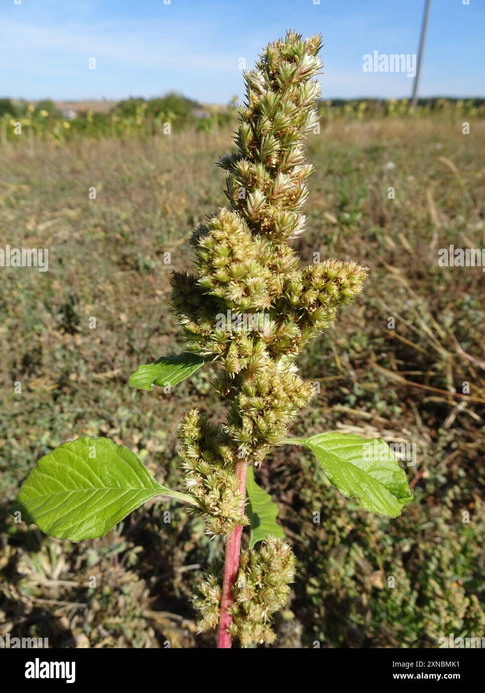 Redroot Amaranth (Amaranthus retroflexus) Plantae Stock Photo - Alamy