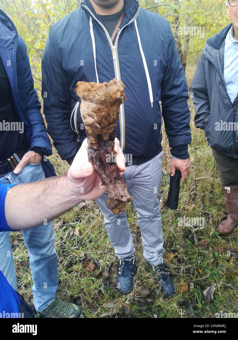 Dyeball (Pisolithus arhizus) Fungi Stock Photo - Alamy