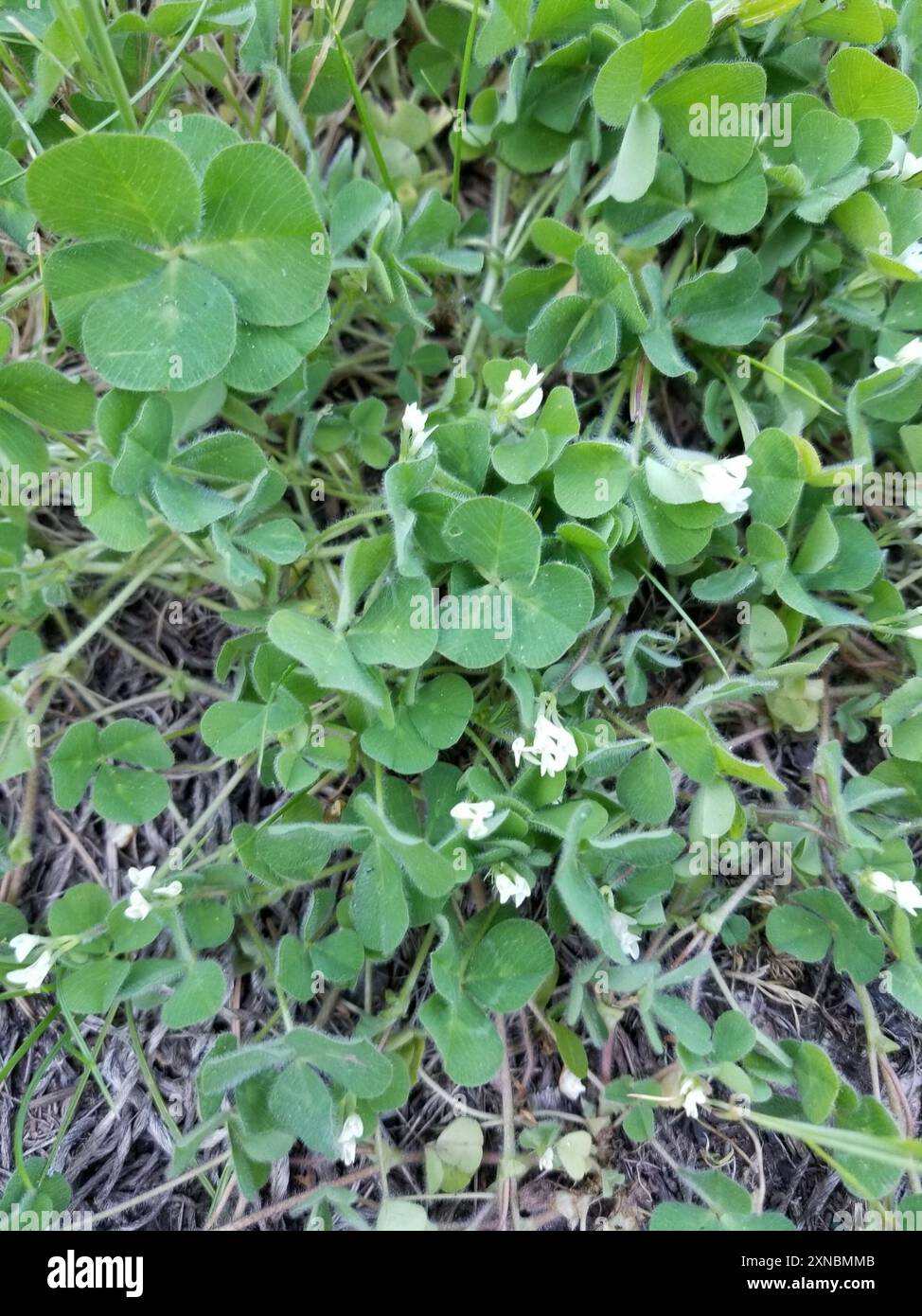 Subterranean Clover (Trifolium subterraneum) Plantae Stock Photo - Alamy