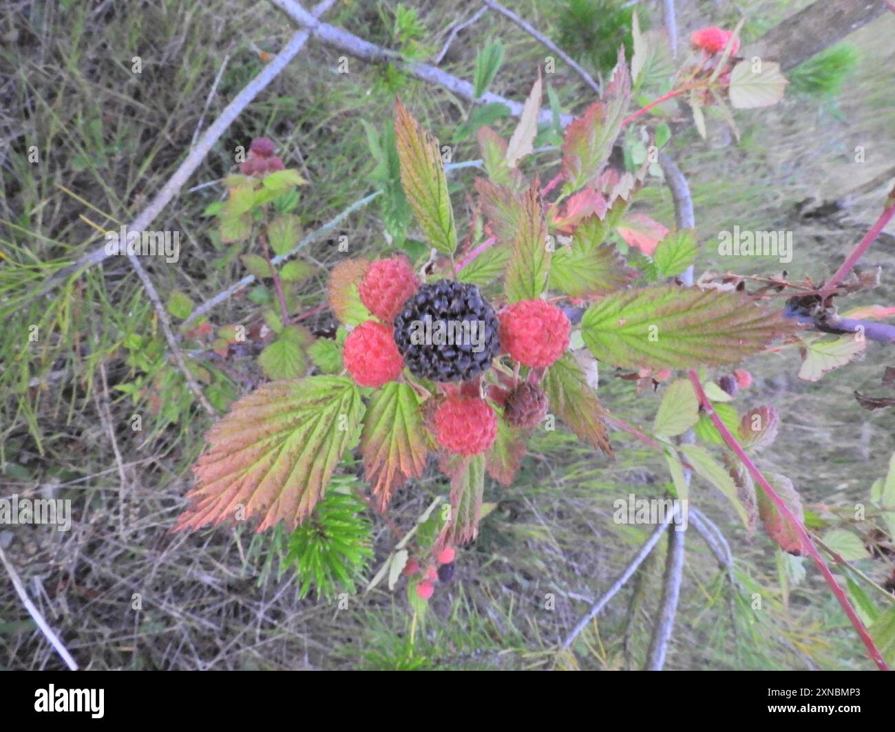 whitebark raspberry (Rubus leucodermis) Plantae Stock Photo - Alamy