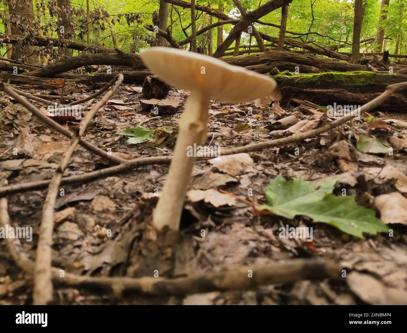 Eastern North American Destroying Angel (Amanita bisporigera) Fungi ...