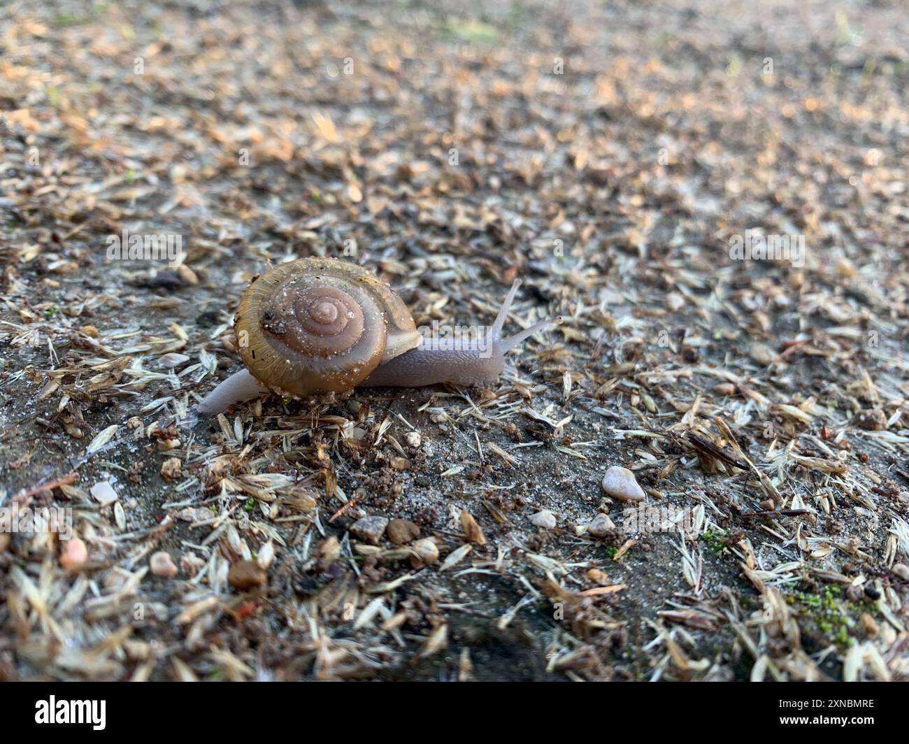 Common Land Snails and Slugs (Stylommatophora) Mollusca Stock Photo - Alamy