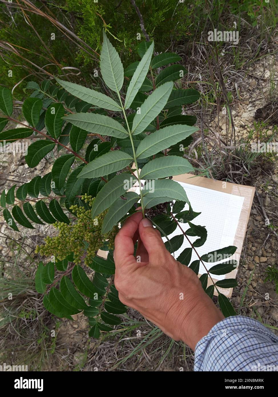 smooth sumac (Rhus glabra) Plantae Stock Photo - Alamy