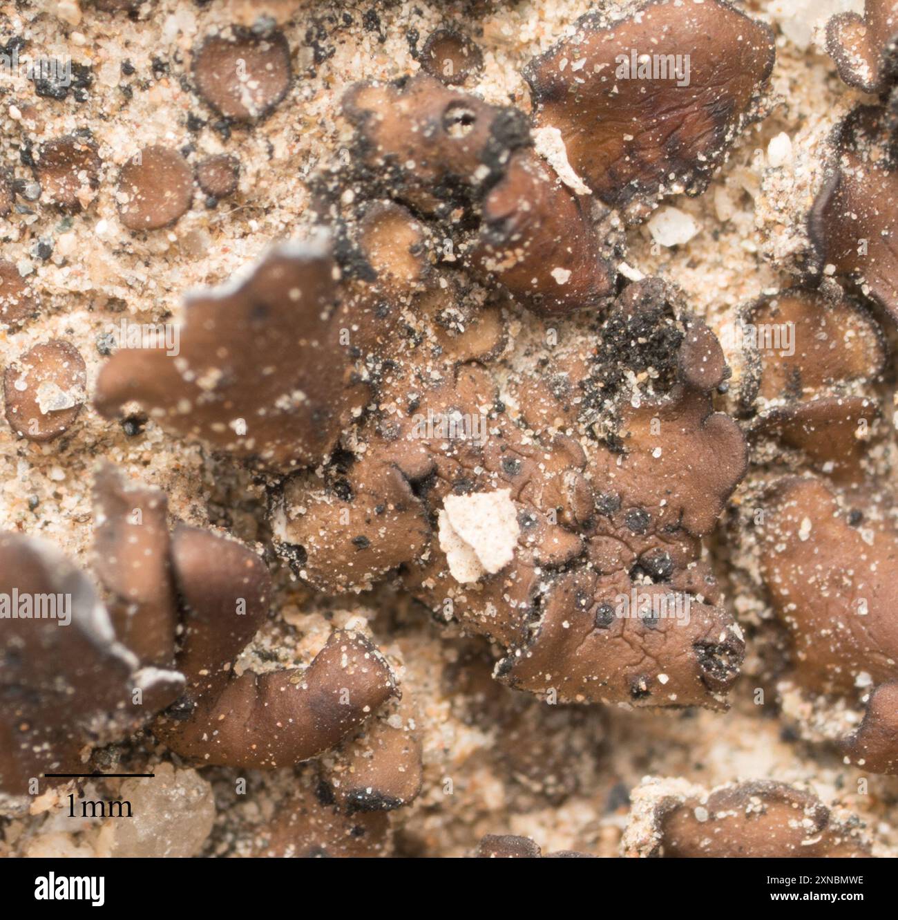 common lichens (Lecanoromycetes) Fungi Stock Photo - Alamy