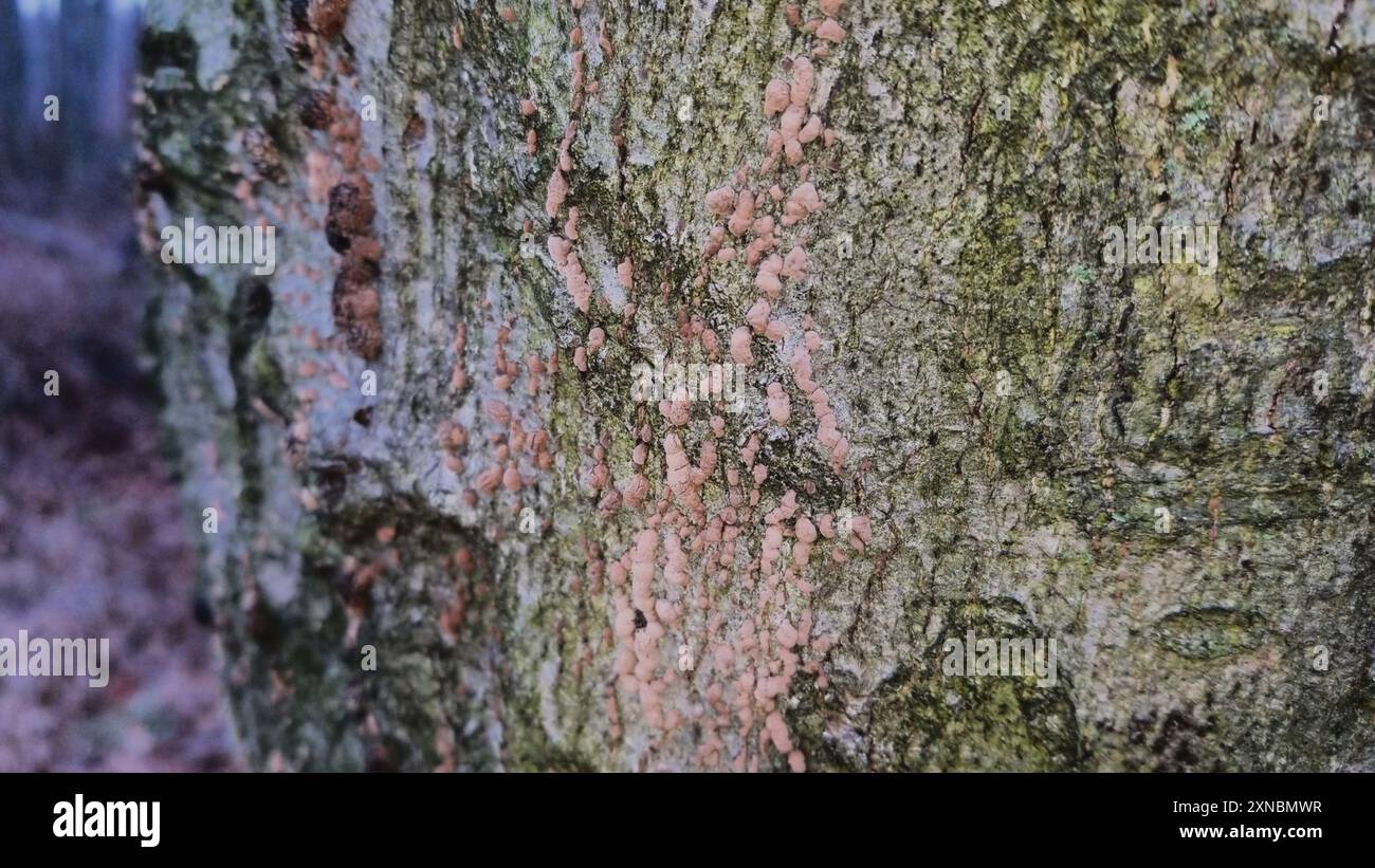 Beech Scale (Cryptococcus fagisuga) Insecta Stock Photo - Alamy