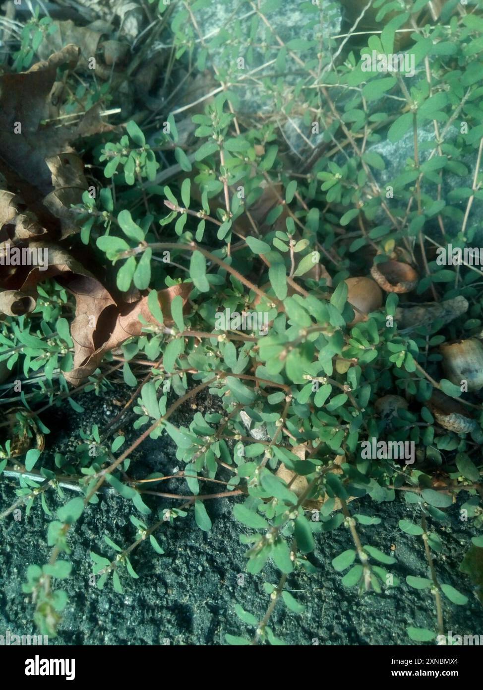 Spotted spurge (Euphorbia maculata) Plantae Stock Photo - Alamy