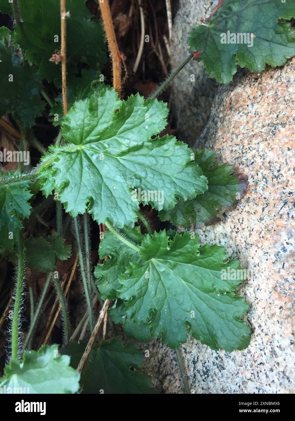 crevice alumroot (Heuchera micrantha) Plantae Stock Photo - Alamy