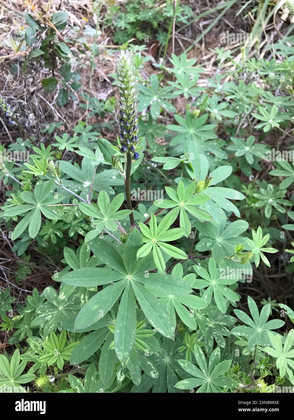 Broadleaf Lupine (Lupinus latifolius) Plantae Stock Photo - Alamy