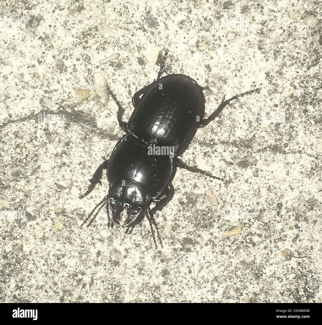 Moderately Smooth Warrior Beetle (Pasimachus sublaevis) Insecta Stock ...