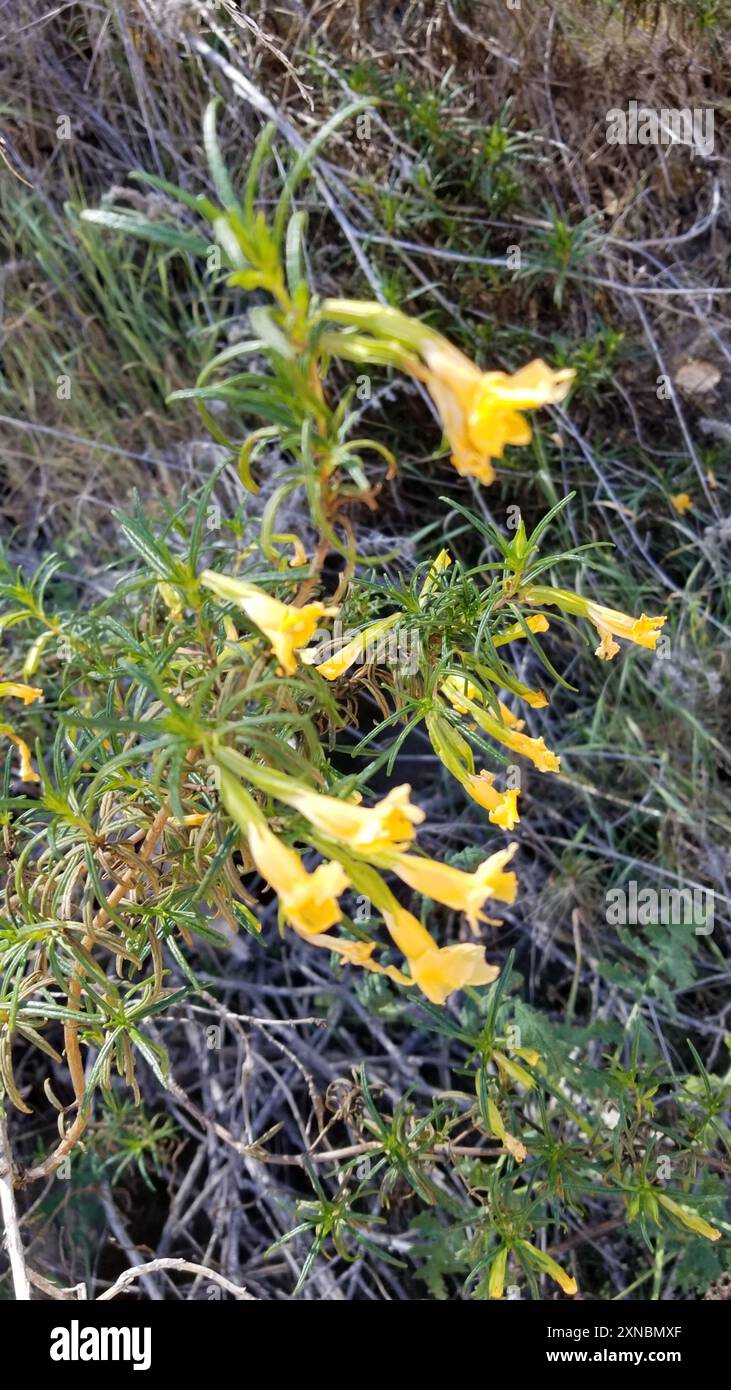 San Diego Monkeyflower (Diplacus × australis) Plantae Stock Photo - Alamy