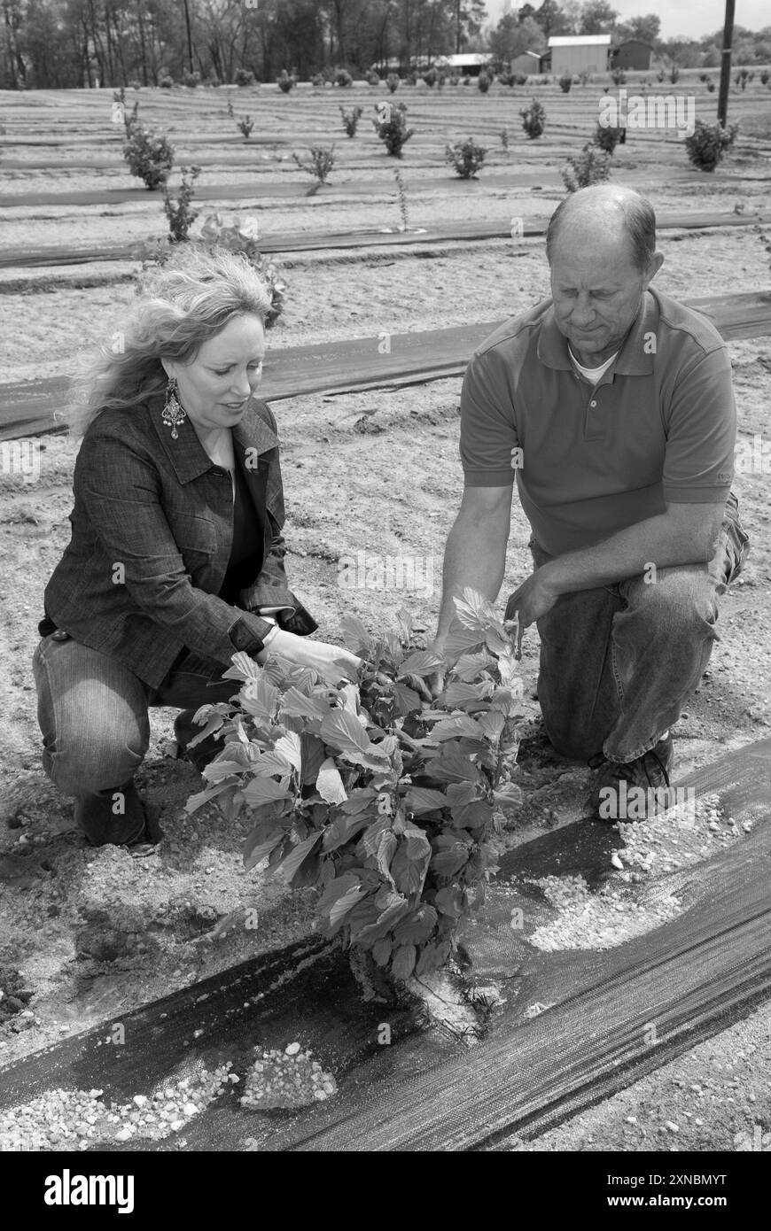 Truffle inspection hi-res stock photography and images - Alamy