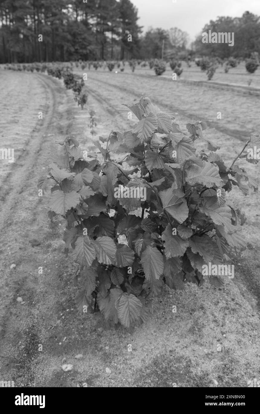 Truffle roots hi-res stock photography and images - Alamy