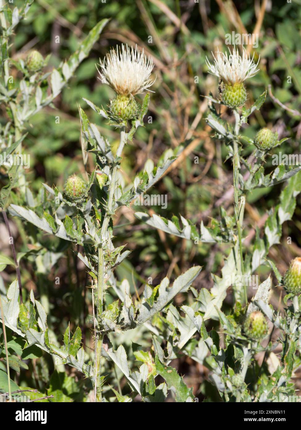 New Mexico thistle (Cirsium neomexicanum) Plantae Stock Photo - Alamy